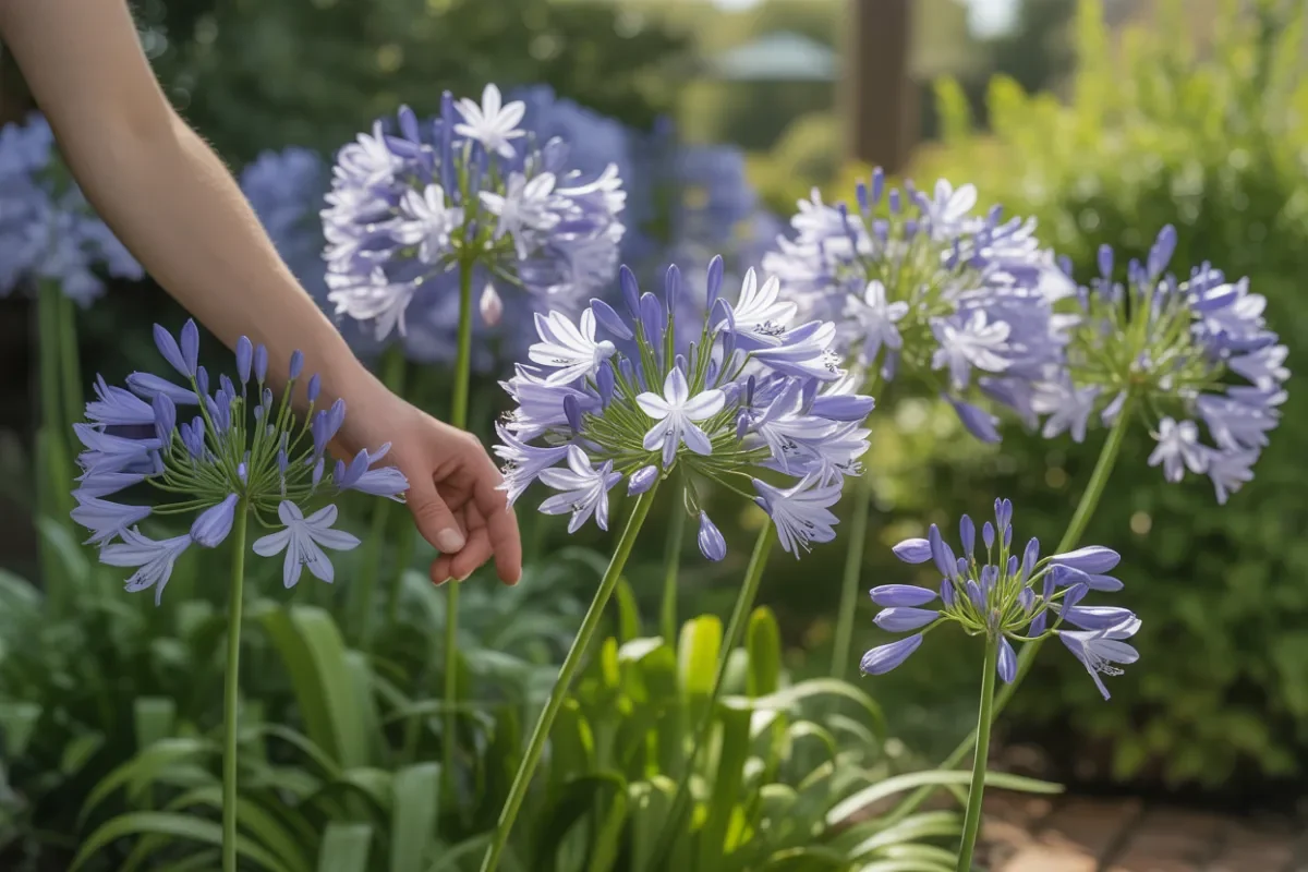 « Je le fais chaque année » : l’astuce pour des agapanthes fleuries ...